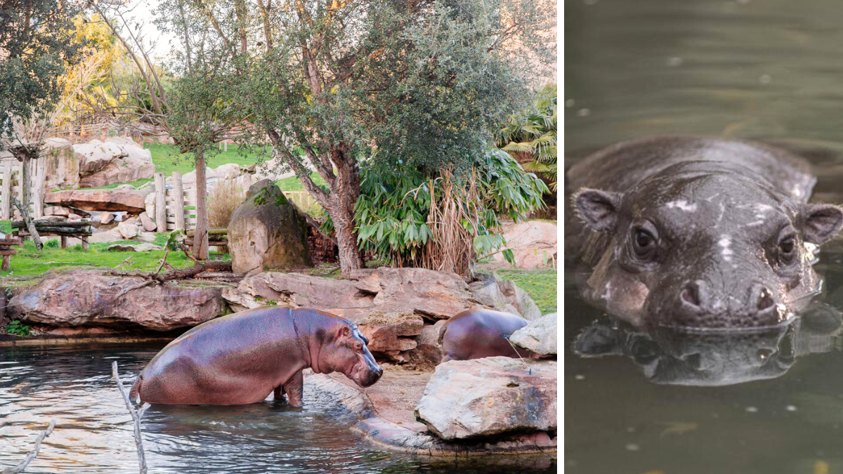 Les plus belles photos de notre visite au Zoo de Beauval